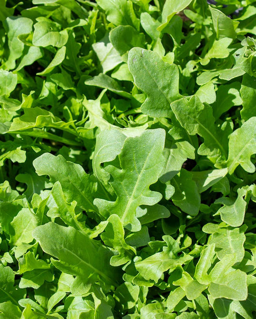 West Coast Seeds - Sustain