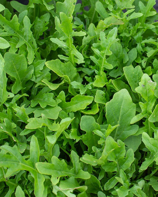 West Coast Seeds - Sustain